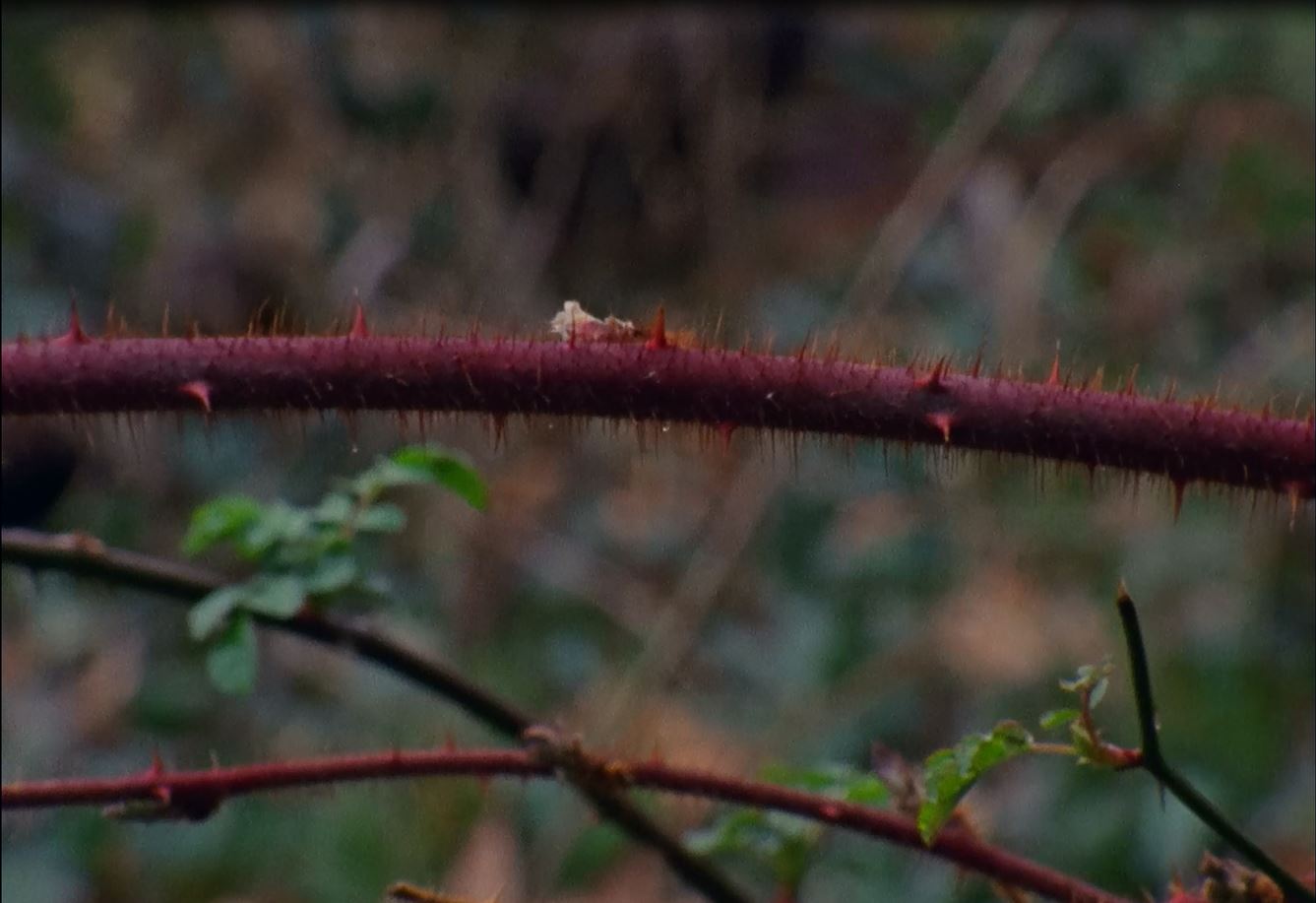 Syllepsis – Mireille Heidbreder