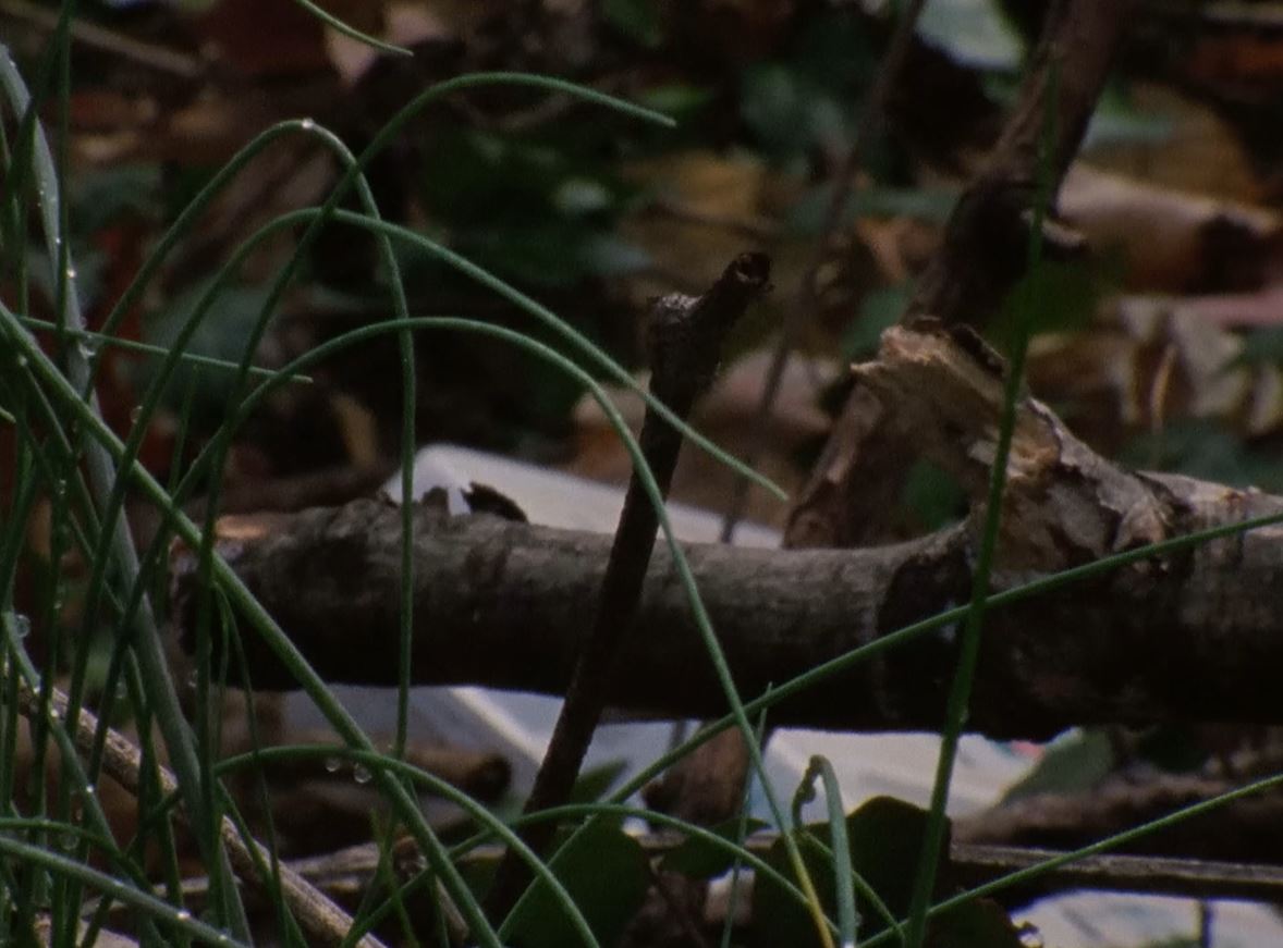 Syllepsis – Mireille Heidbreder